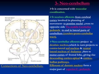 10-cerebellum.ppt