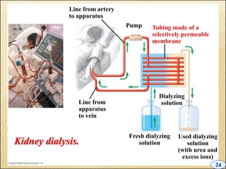 10 +chapter+10+-+excretion | PPT
