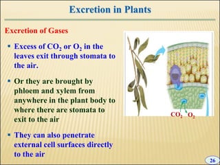 10 +chapter+10+-+excretion | PPT