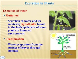 10 +chapter+10+-+excretion | PPT