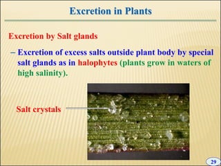 10 +chapter+10+-+excretion | PPT