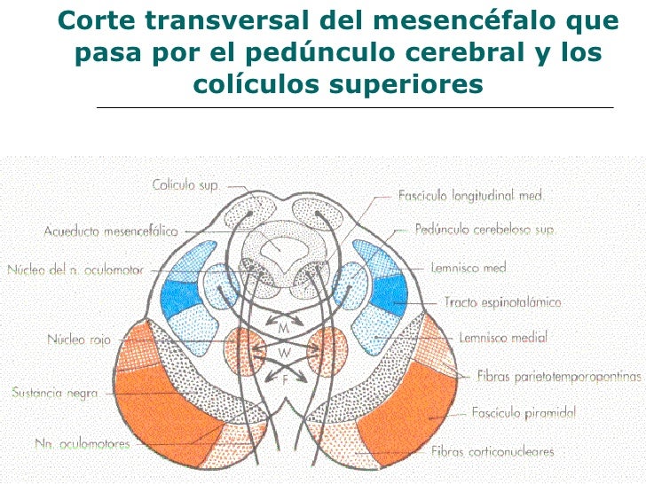 Configuración Interna de Tronco