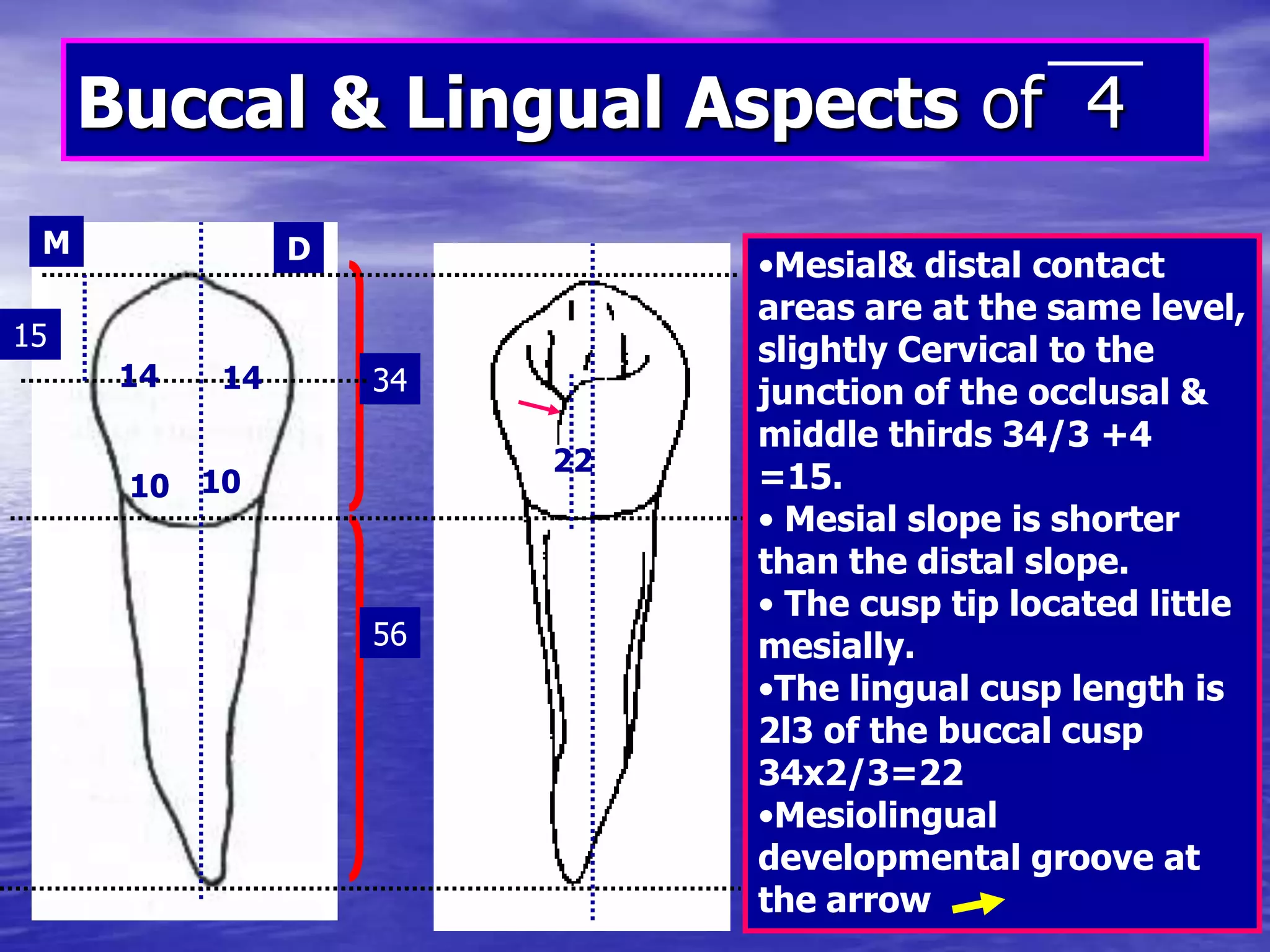 10 drawing of-posterior_teeth_-practical_-_4 | PDF