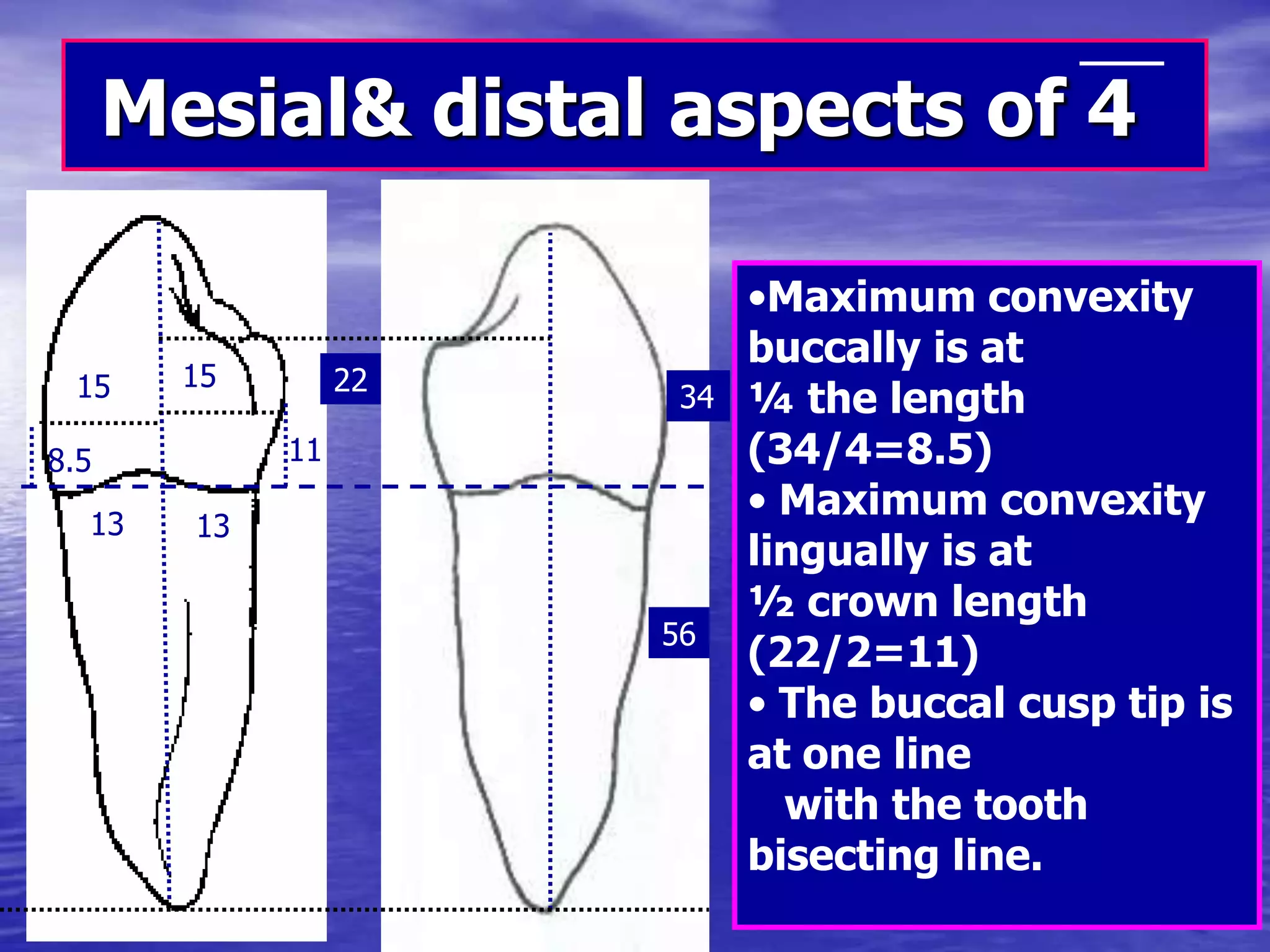 10 drawing of-posterior_teeth_-practical_-_4 | PDF