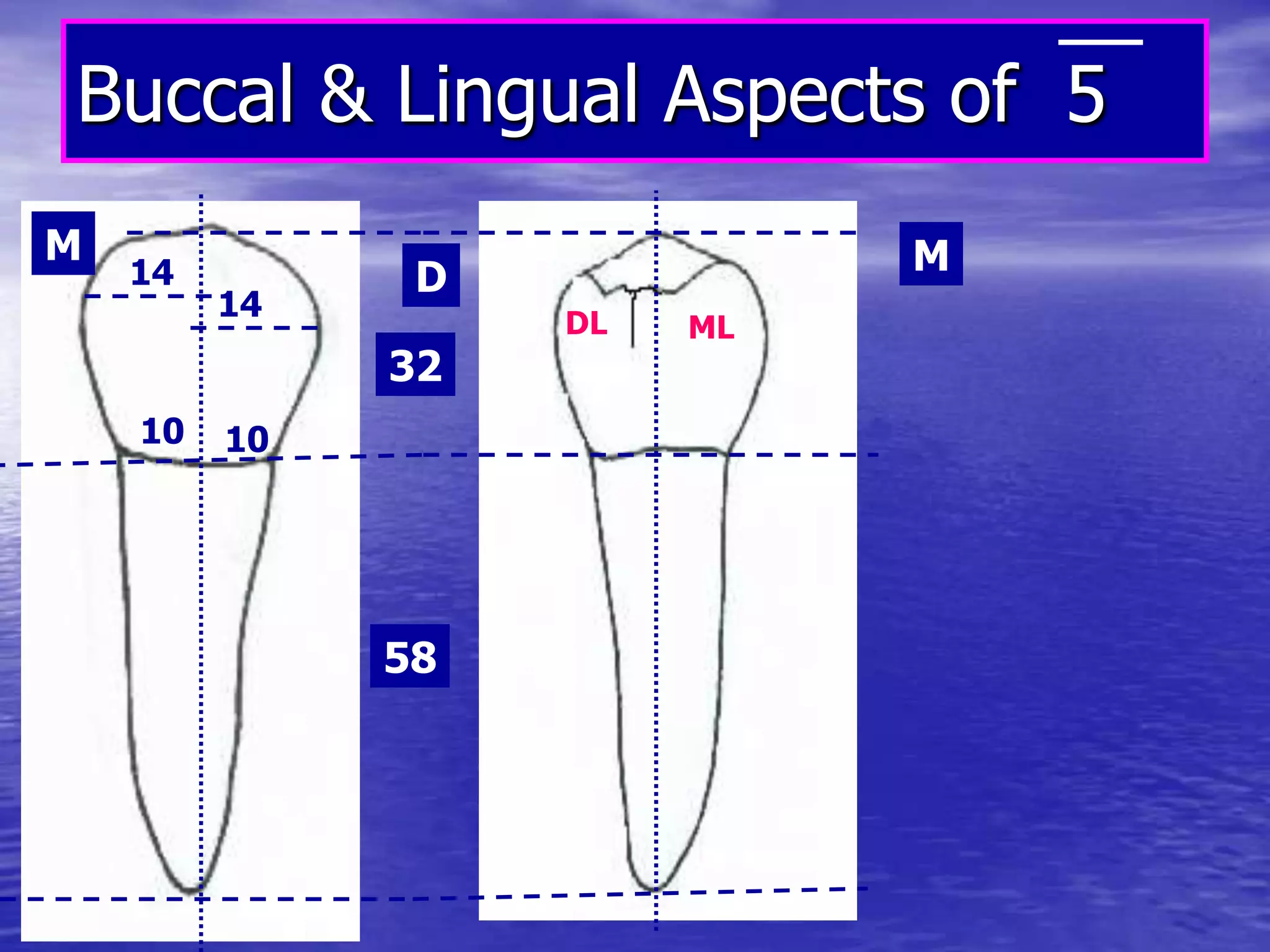 10 drawing of-posterior_teeth_-practical_-_4 | PDF