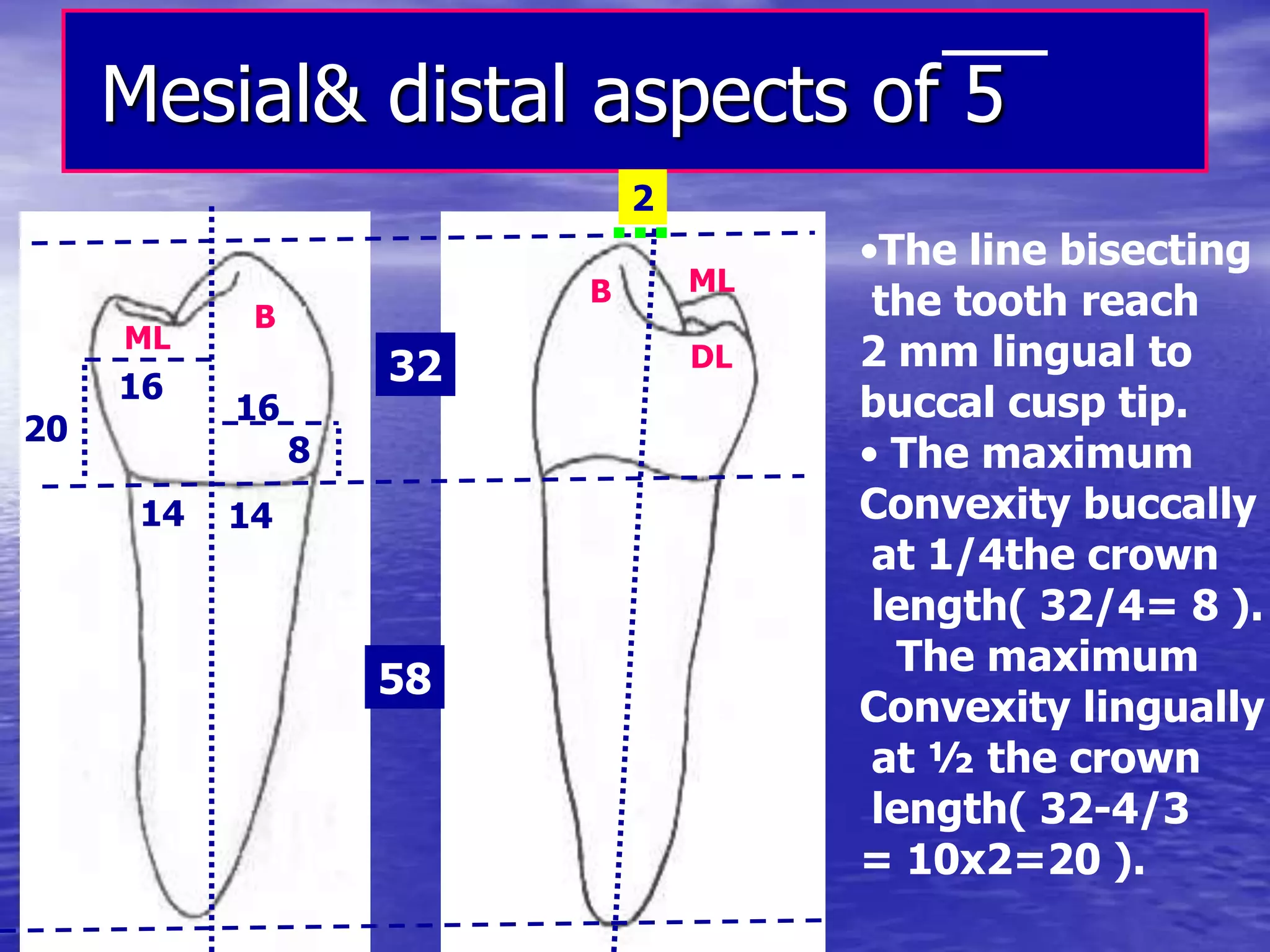 10 drawing of-posterior_teeth_-practical_-_4 | PDF