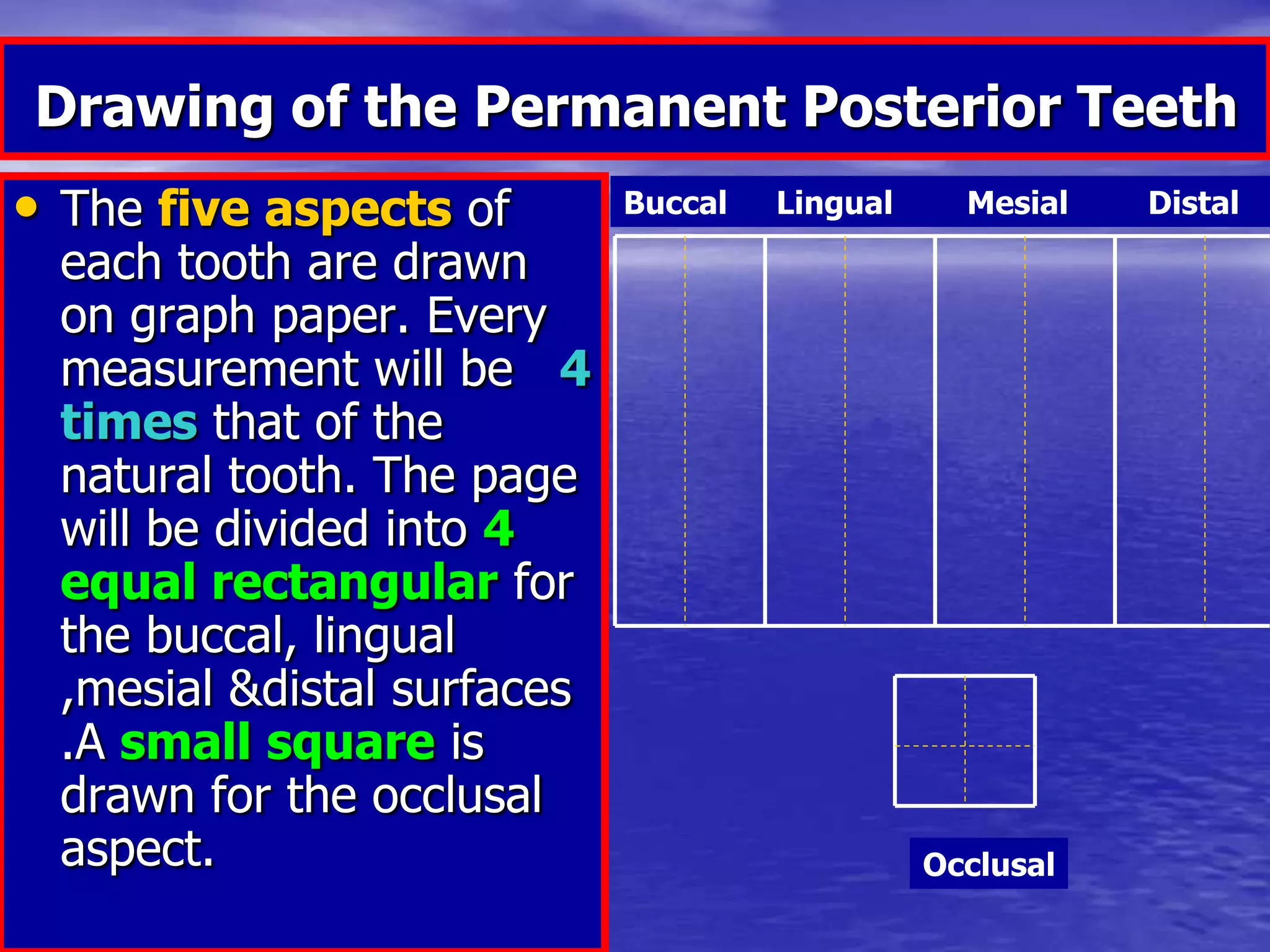 10 drawing of-posterior_teeth_-practical_-_4 | PDF