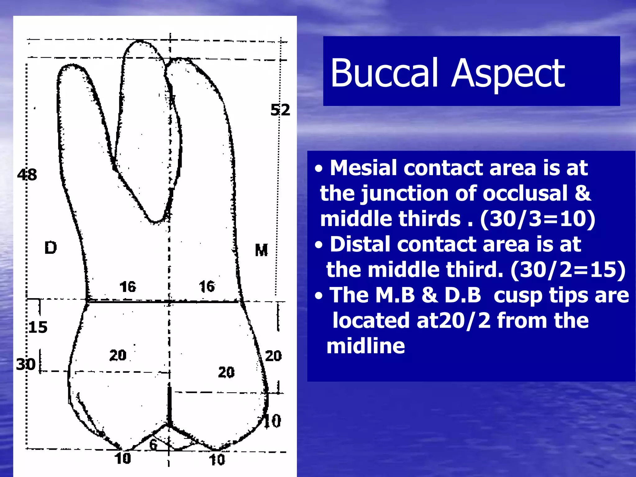 10 drawing of-posterior_teeth_-practical_-_4 | PDF