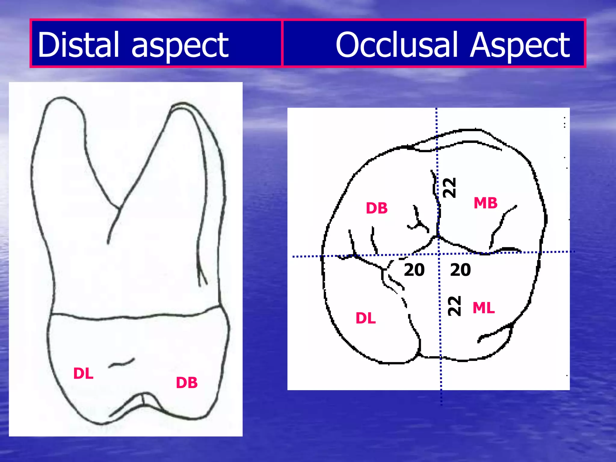 10 drawing of-posterior_teeth_-practical_-_4 | PDF