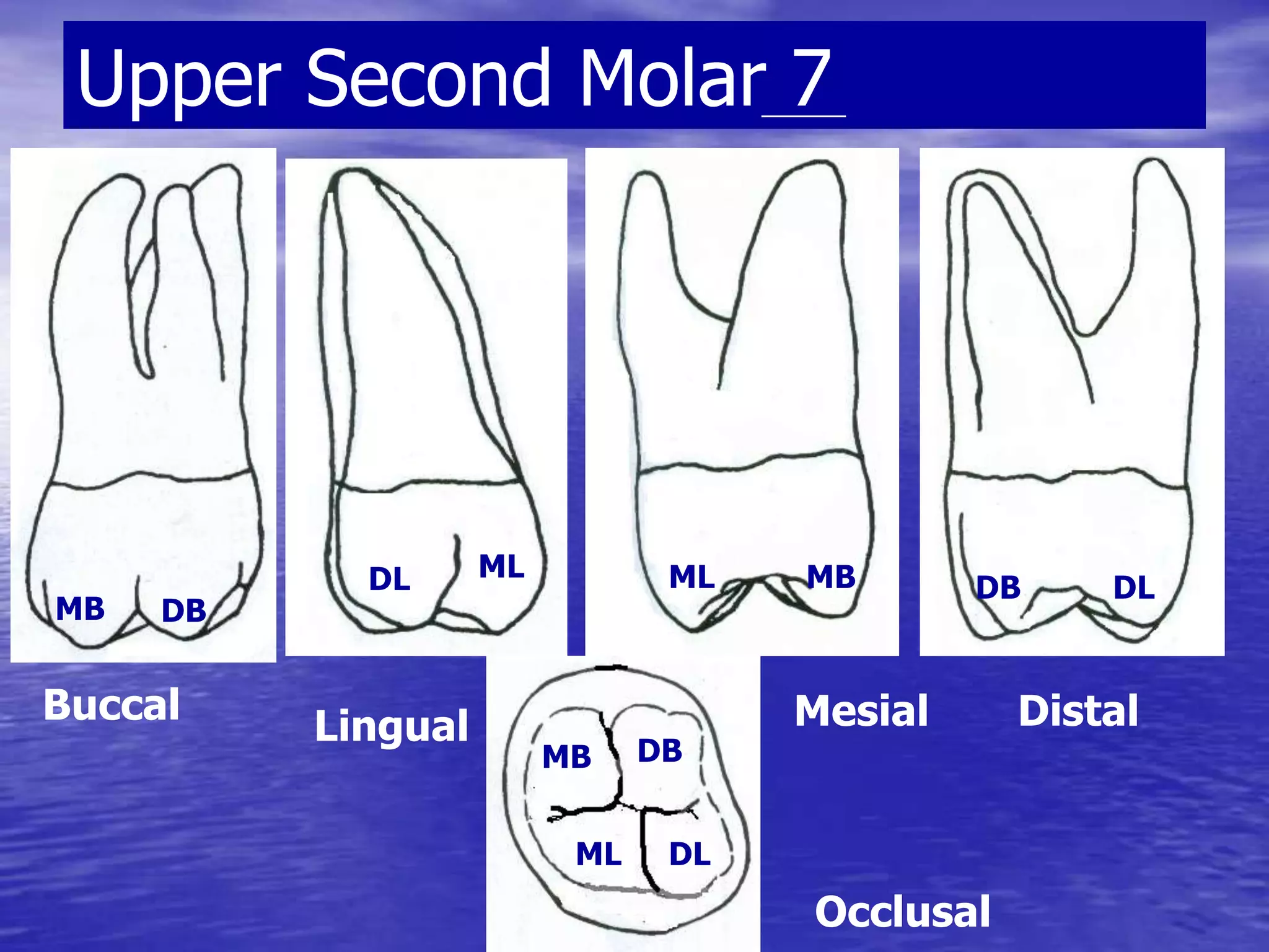 10 drawing of-posterior_teeth_-practical_-_4 | PDF