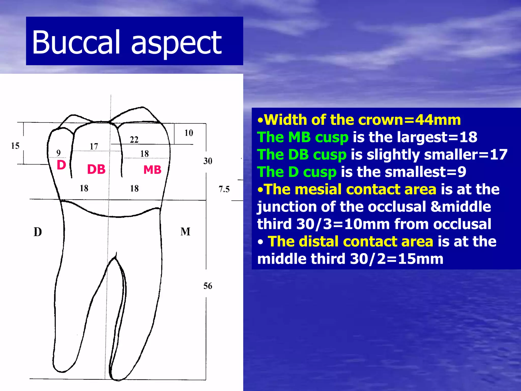 10 drawing of-posterior_teeth_-practical_-_4 | PDF