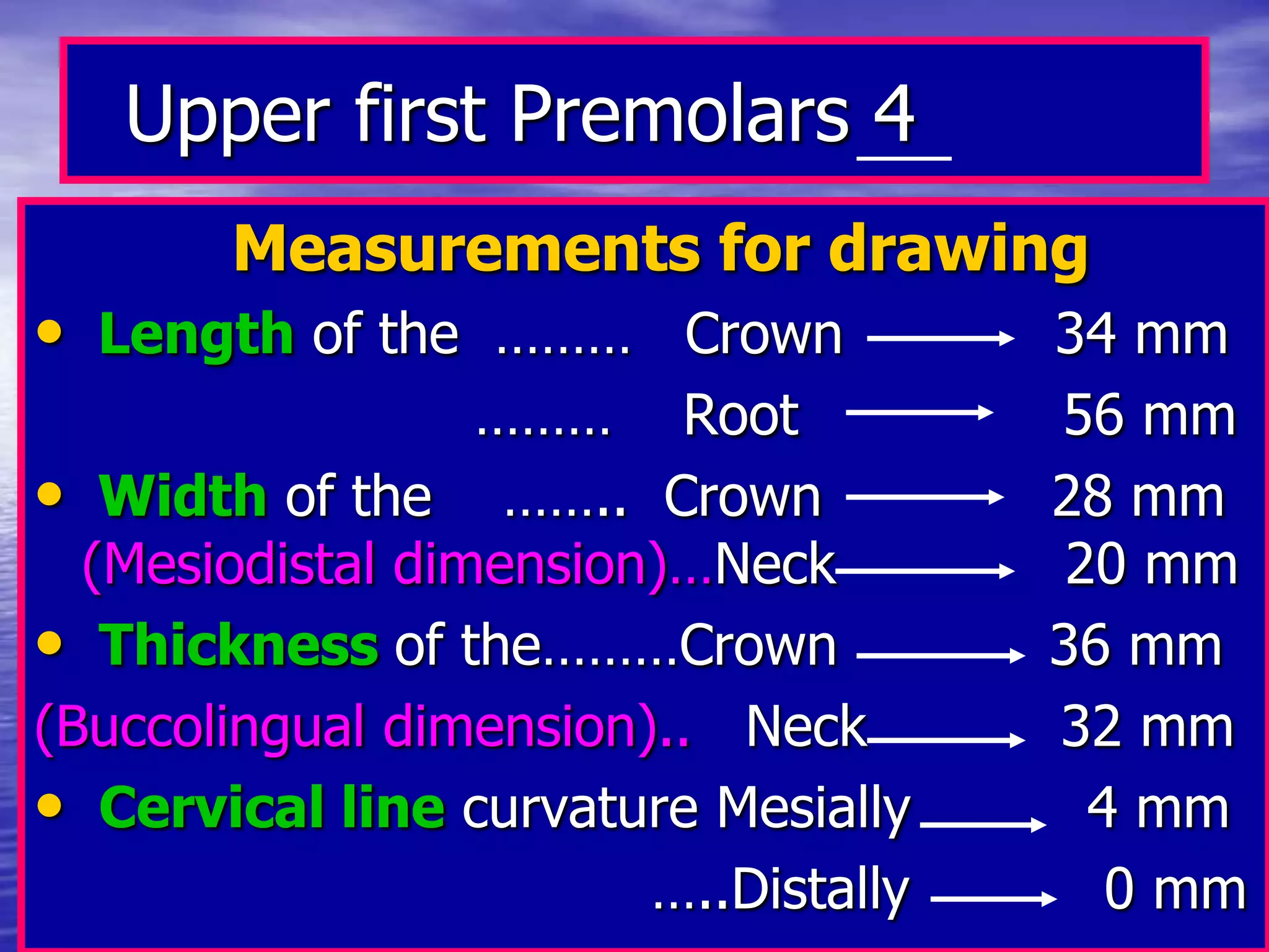 10 drawing of-posterior_teeth_-practical_-_4 | PDF