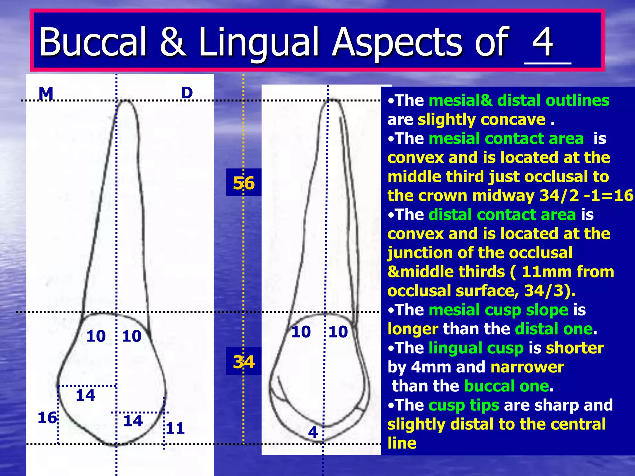 10 drawing of-posterior_teeth_-practical_-_4 | PDF