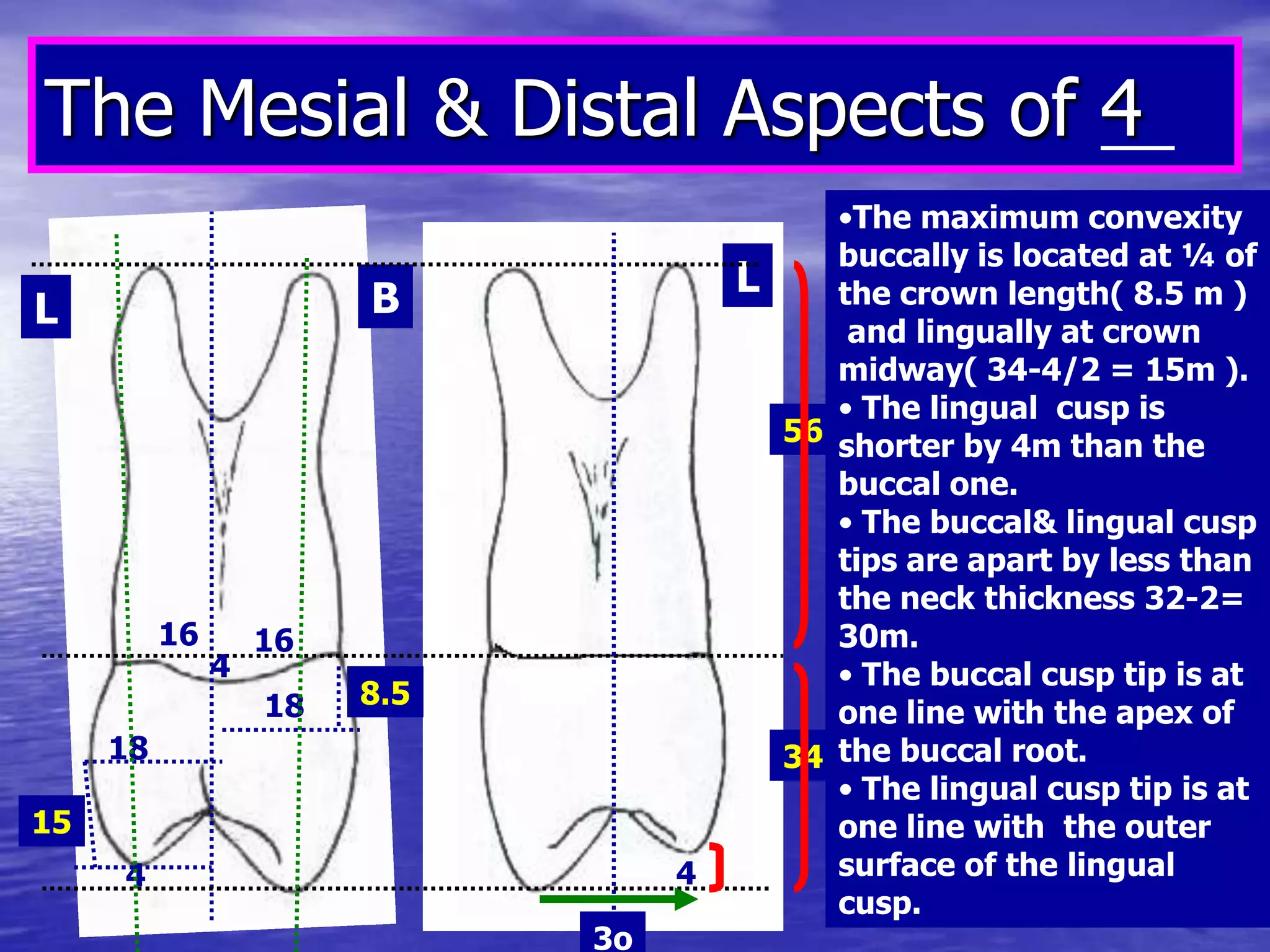 10 drawing of-posterior_teeth_-practical_-_4 | PDF