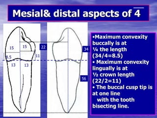 10 drawing of-posterior_teeth_-practical_-_4 | PDF