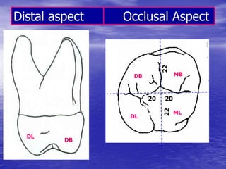 10 drawing of-posterior_teeth_-practical_-_4 | PDF