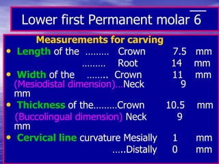 10 drawing of-posterior_teeth_-practical_-_4 | PDF