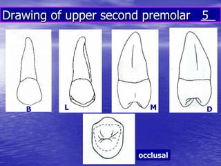 10 drawing of-posterior_teeth_-practical_-_4 | PDF