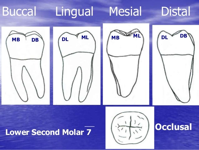 10 drawing of-posterior_teeth_-practical_-_4