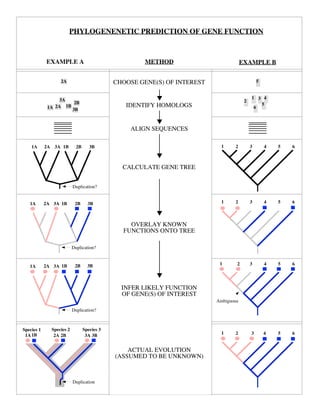 Phylogenomics: Improving Functional Predictions for Uncharacterized ...