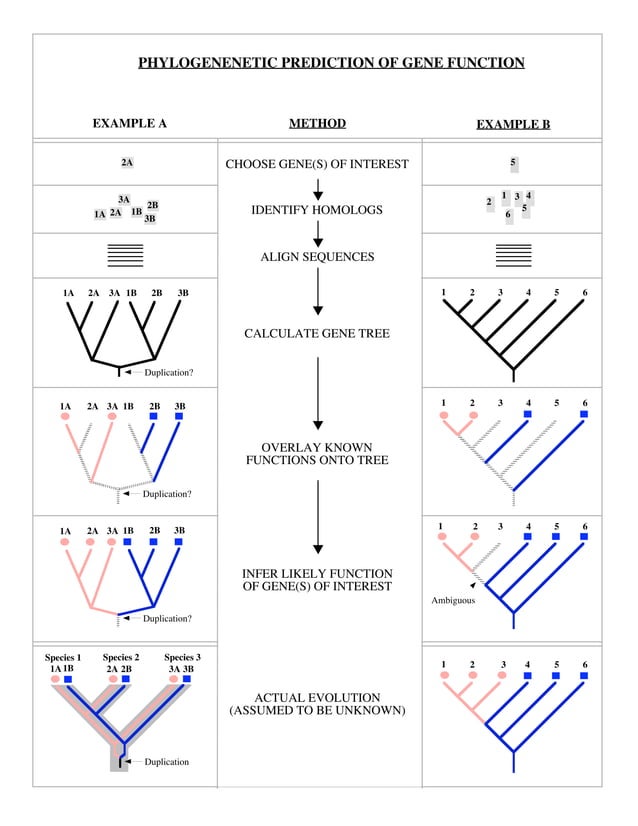 Phylogenomics: Improving Functional Predictions for Uncharacterized Genes by Evolutionary ...