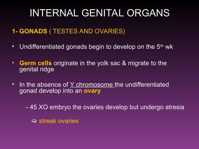 10-EMBRYOLOGY OF THE FEMALE GENITAL ORGANS_November_28_2017.ppt