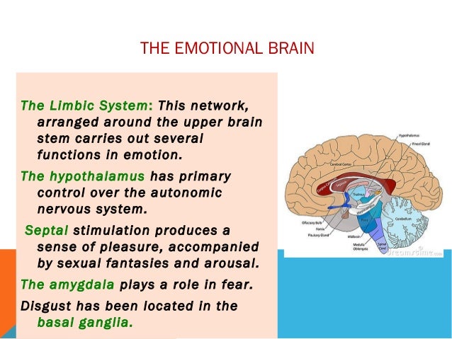 How The Brain Processes Emotions