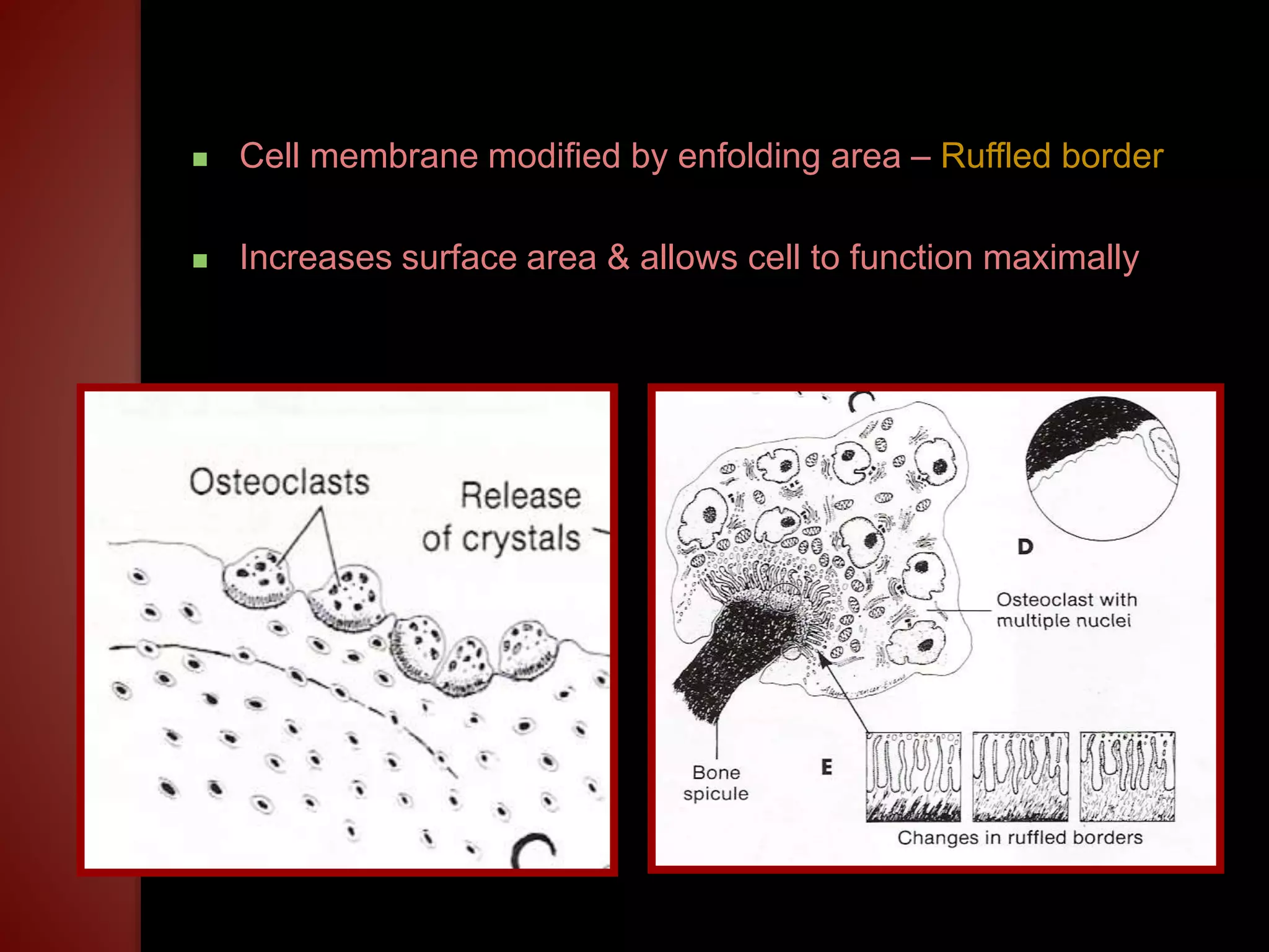 Eruption, shedding & teething problems | PPT