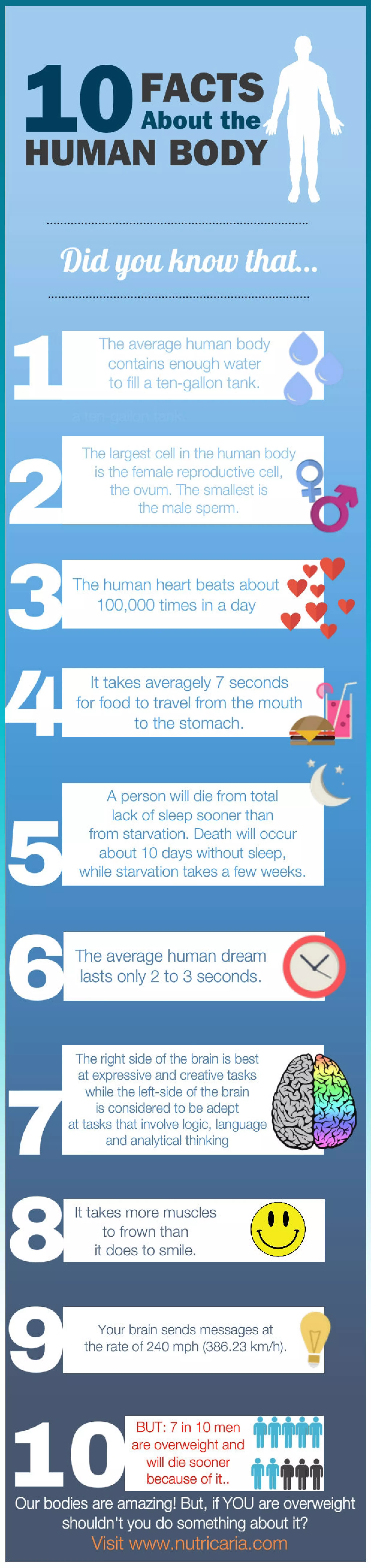 10 Facts About The Human Body | PDF