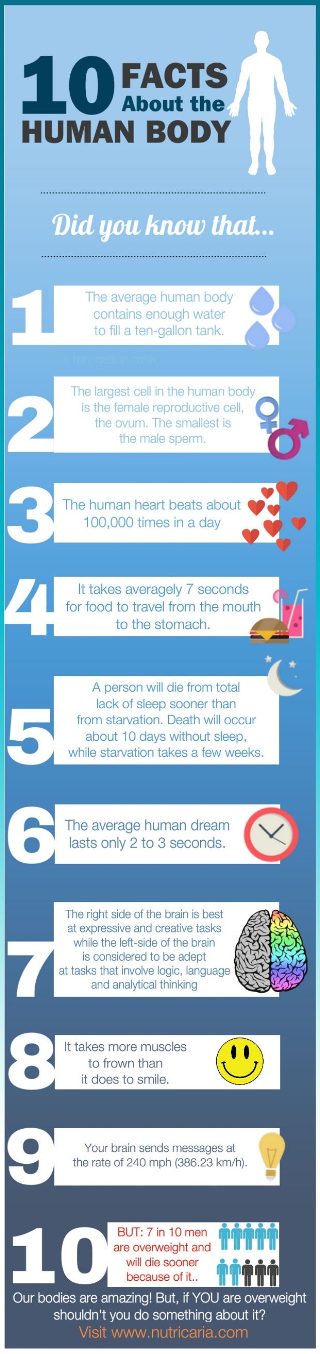 10 Facts About The Human Body 10 Facts About The Human Body