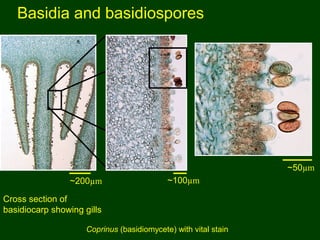 Coprinus Slide Basidiocarp