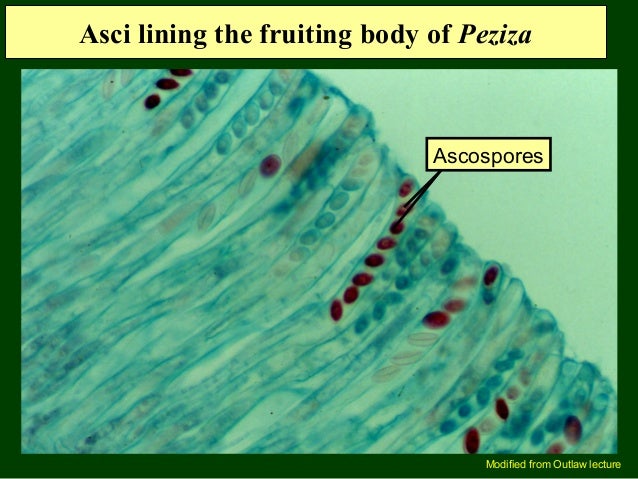 Peziza Life Cycle Ascomycetes