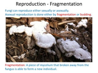 10 fungi | PPT