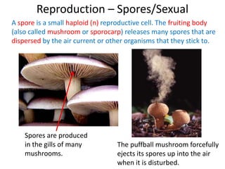 10 fungi | PPT