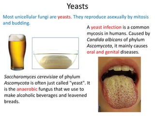 10 fungi | PPT
