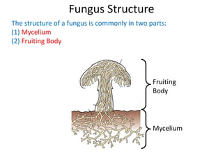 10 fungi | PPT
