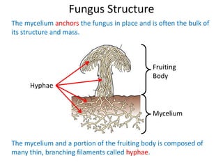 10 fungi | PPTX
