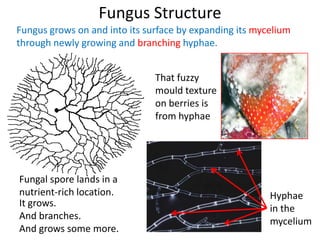 10 fungi | PPT