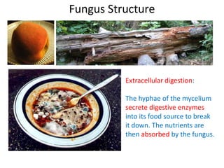 10 fungi | PPT