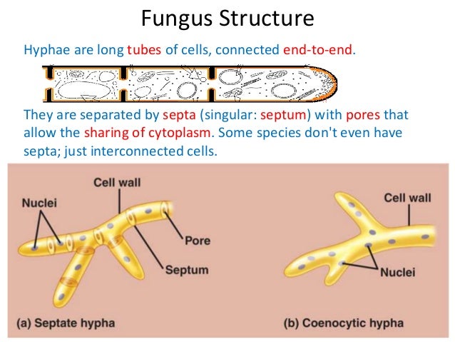 Fungal Cell Structure Fungi Hyphae With Septa Stock Fungi Kingdom