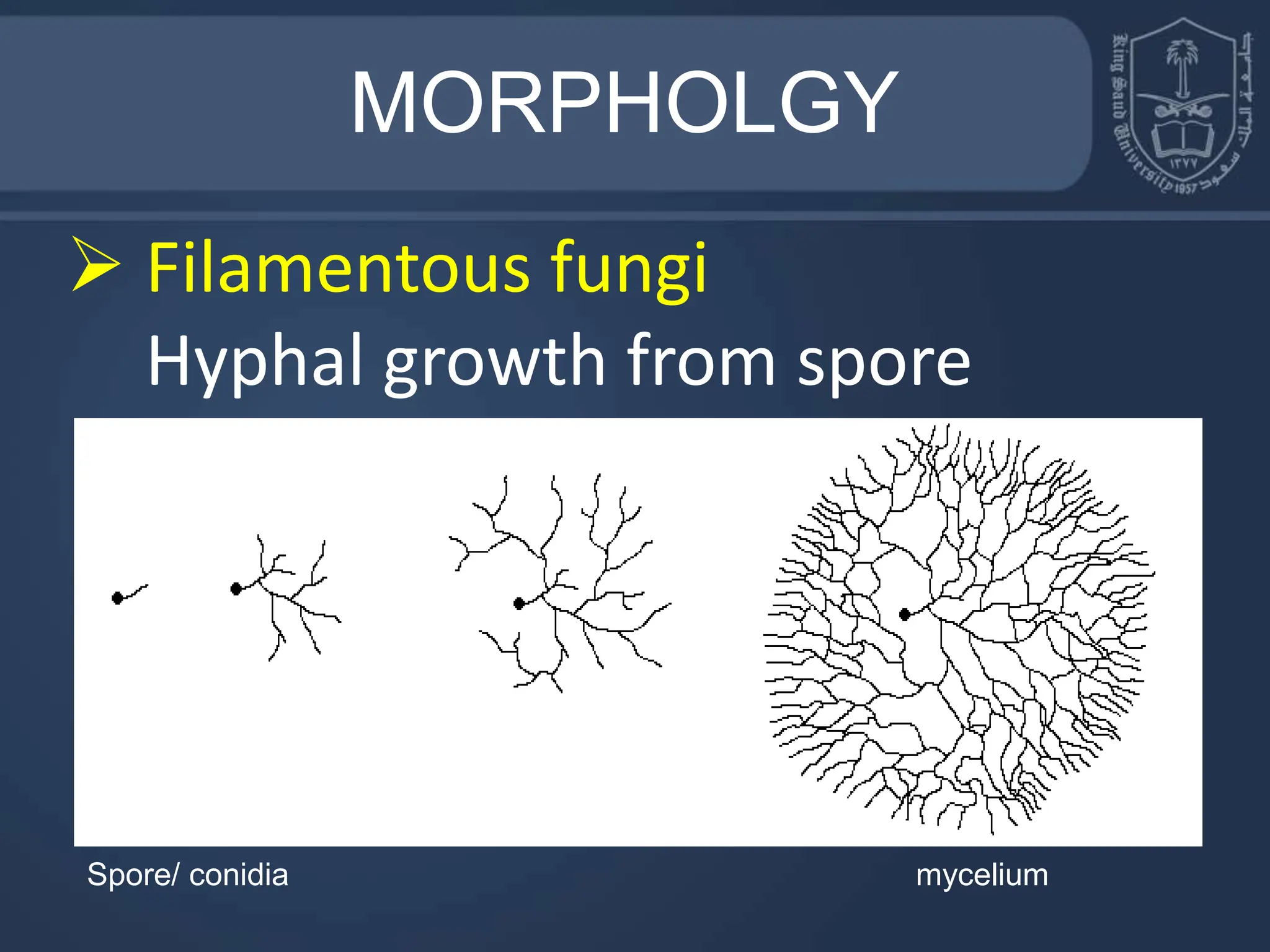 10- Fungi and Their Pathogenesis. ppt | PPT