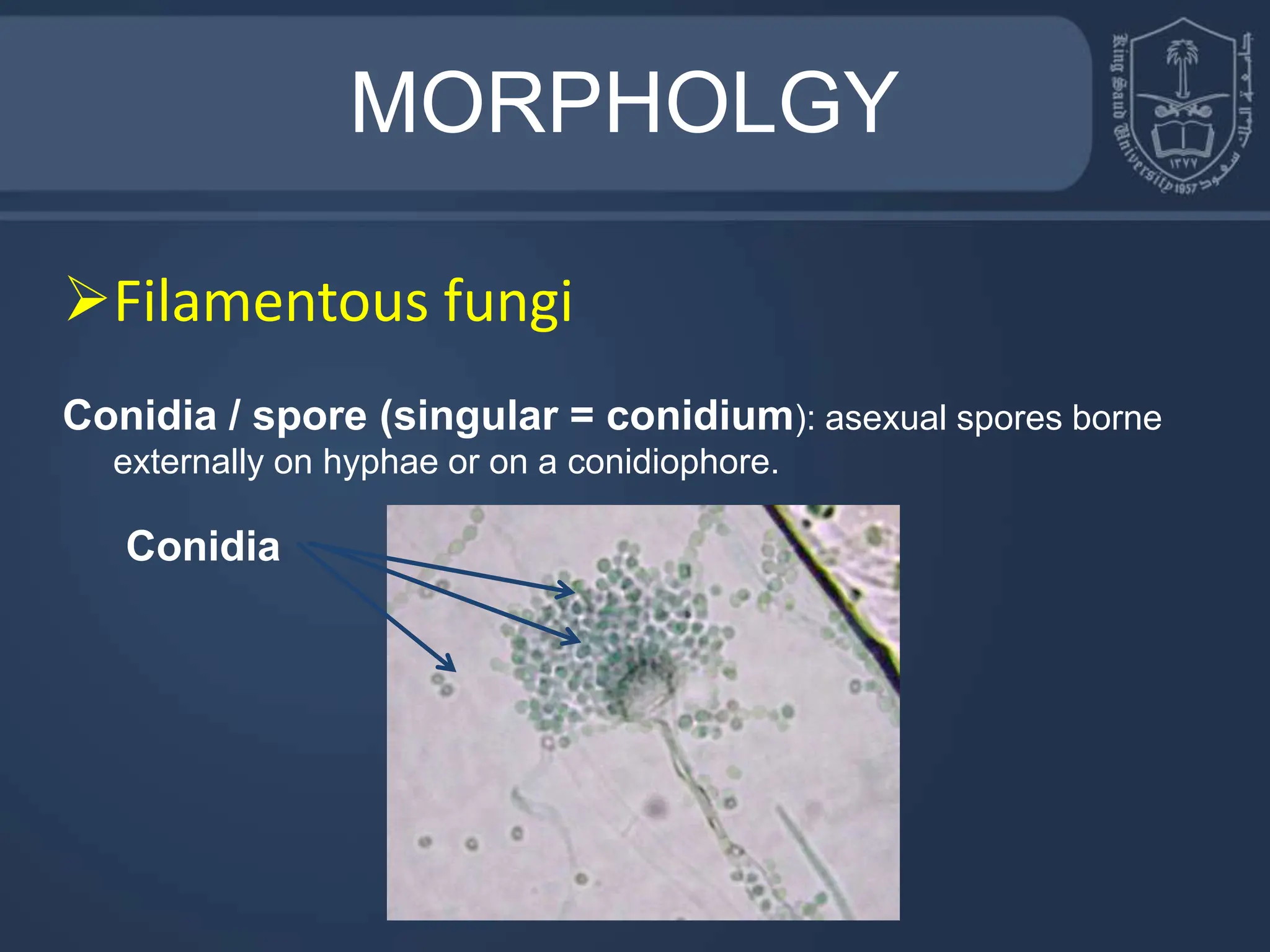 10- Fungi and Their Pathogenesis. ppt | PPT