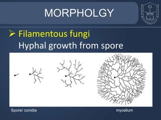 10- Fungi and Their Pathogenesis. ppt | PPT
