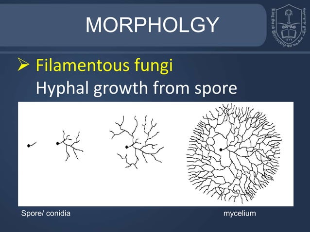 10- Fungi and Their Pathogenesis. ppt | PPT