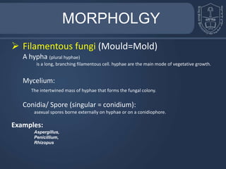 10- Fungi and Their Pathogenesis. ppt | PPT