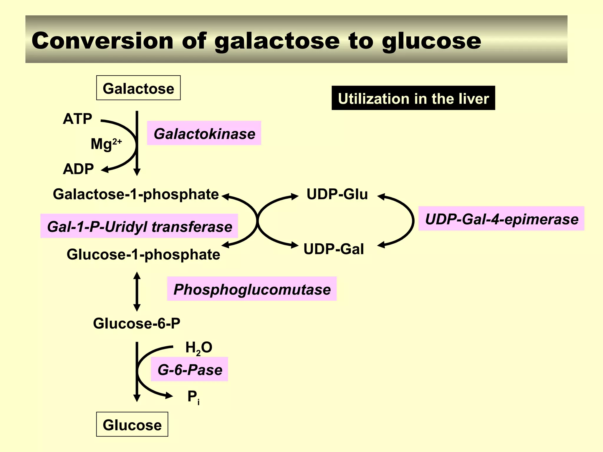 10 galactose and fructose metabolism | PPT