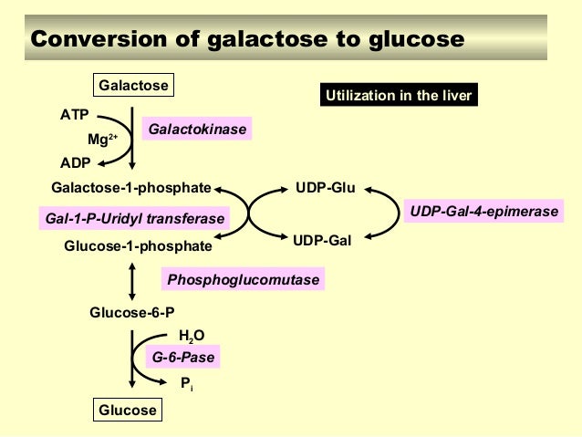 10 galactose and fructose metabolism