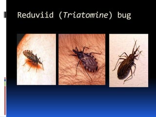 10- hemoflagellates (Trypsnosomiasis).ppt