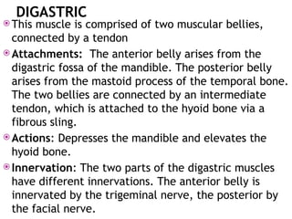 10-Hyoid-bone-Muscles-of-Neck power point presentation | PPTX