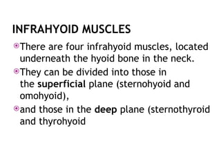 10-Hyoid-bone-Muscles-of-Neck power point presentation | PPTX